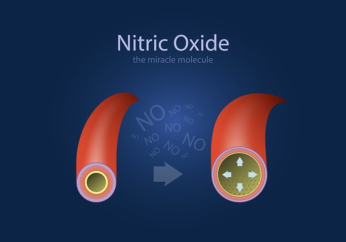 Benefits of Nitric Oxide | Nitrocut